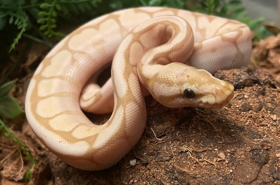 C2-7 Female Spider Pastel Special Cb22 Ball Python by Obsessive Recessive
