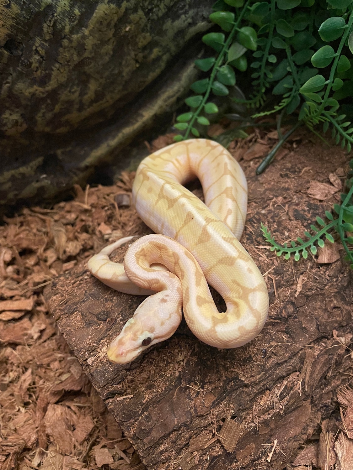 C2-9 Banana Spider Butter Probable Female CB22 Ball Python by Obsessive ...
