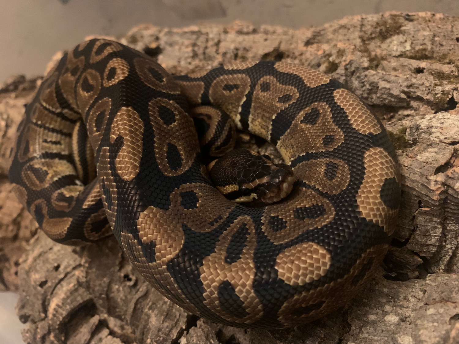 CB21 Blitz Male Ball Python by Obsessive Recessive - MorphMarket