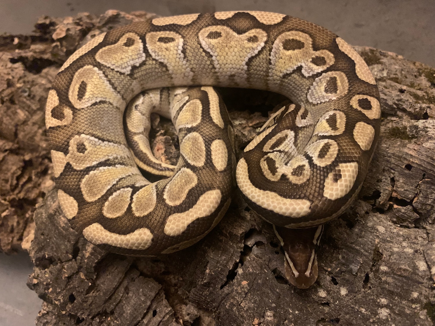 CB21 Butter Blitz Male Ball Python by Obsessive Recessive - MorphMarket