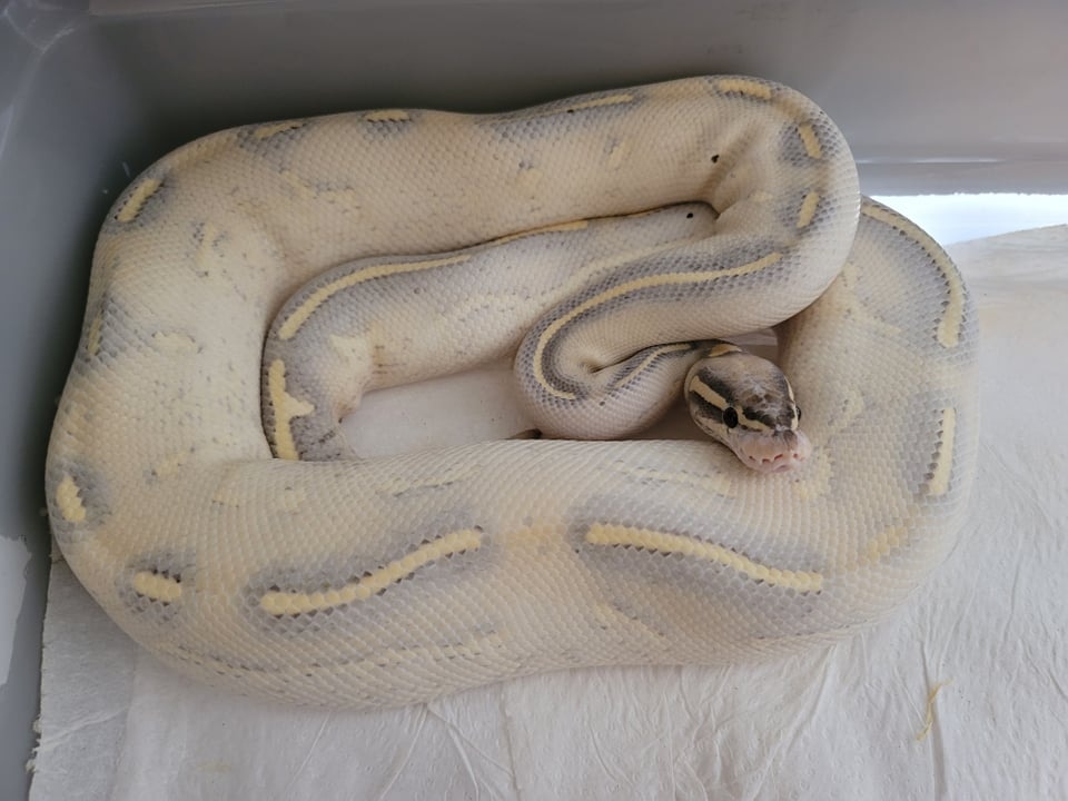 Highway Ball Python by Royalty Reptiles - MorphMarket