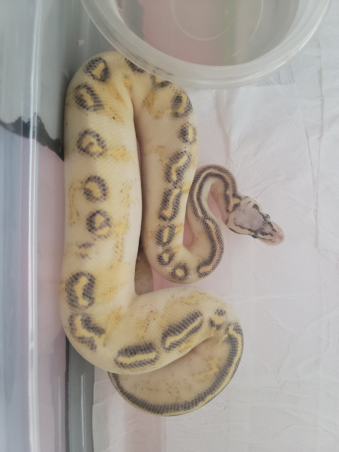 Pastel Highway Ball Python by Royalty Reptiles - MorphMarket