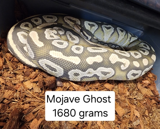 Mojave Ghost Ball Python by Artless Aquatics and Exotics