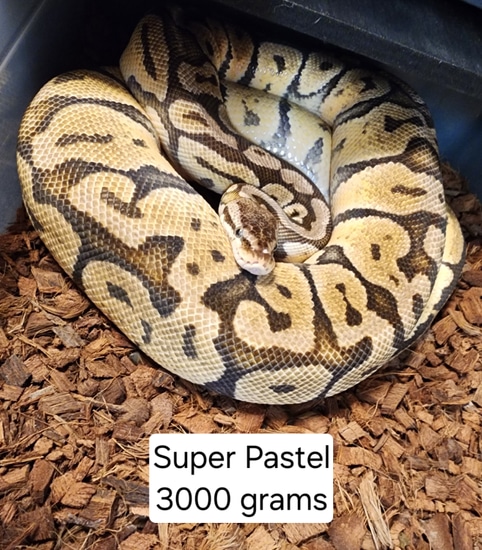Super Pastel Ball Python by Artless Aquatics and Exotics