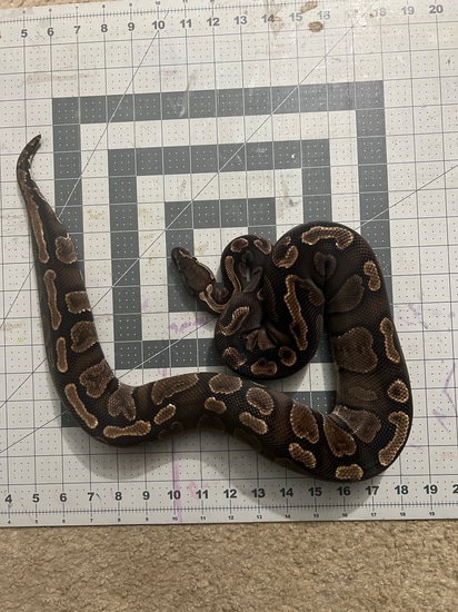 GHI Het Pied Ball Python by Obsidian Sun Exotics