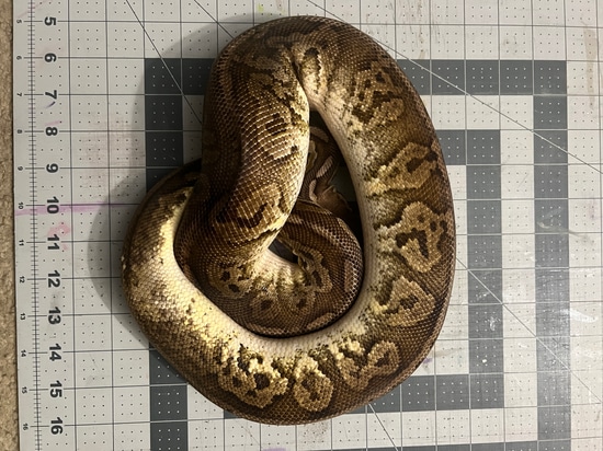 Super Pastel Black Pastel Ball Python by Obsidian Sun Exotics