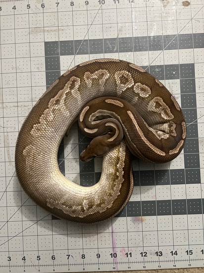 Black Pastel Mojave A Ball Python by Obsidian Sun Exotics