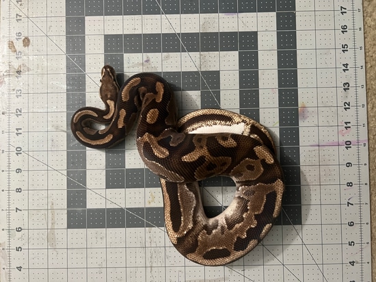 Leopard Fire Calico Ball Python by Obsidian Sun Exotics