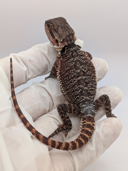 100 % Red Monster Central Bearded Dragon by Obsidian Dragons