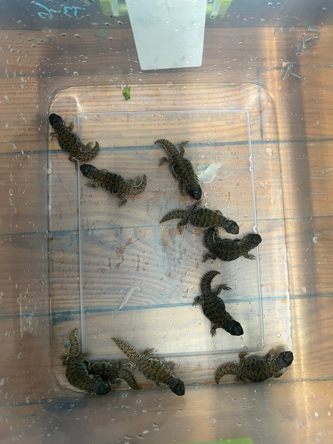 Uromastyx Clutch: 41422 by OBX Lizard Land - MorphMarket