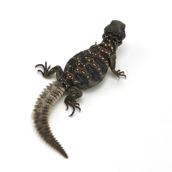 CB Ocellated Uromastyx by OBX Lizard Land