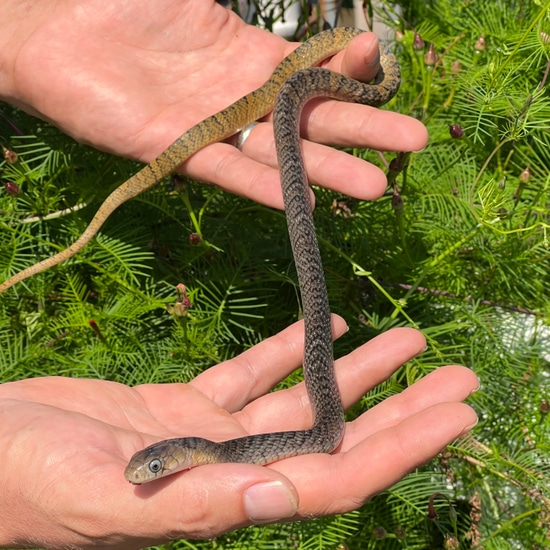 CB Yellow Tail Cribo Cribo & Indigo Snakes by OBX Lizard Land