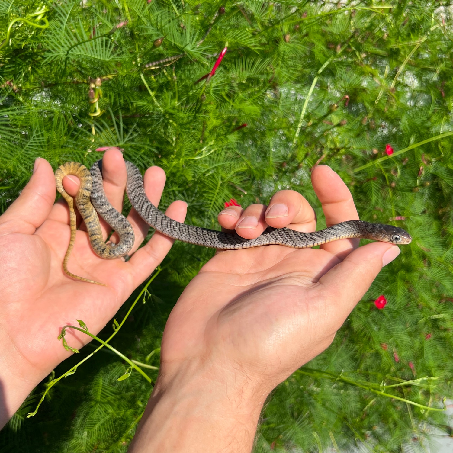 CB Yellow Tail Cribo Indigo Snake by OBX Lizard Land - MorphMarket