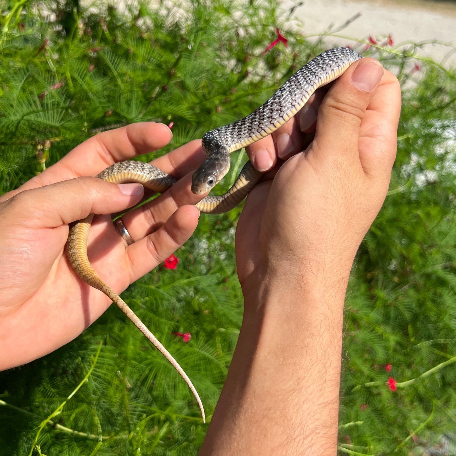 CB Yellow Tail Cribo Cribo & Indigo Snakes by OBX Lizard Land - MorphMarket