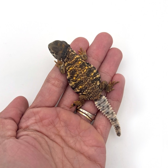 2022 CB Saharan Uromastyx by OBX Lizard Land