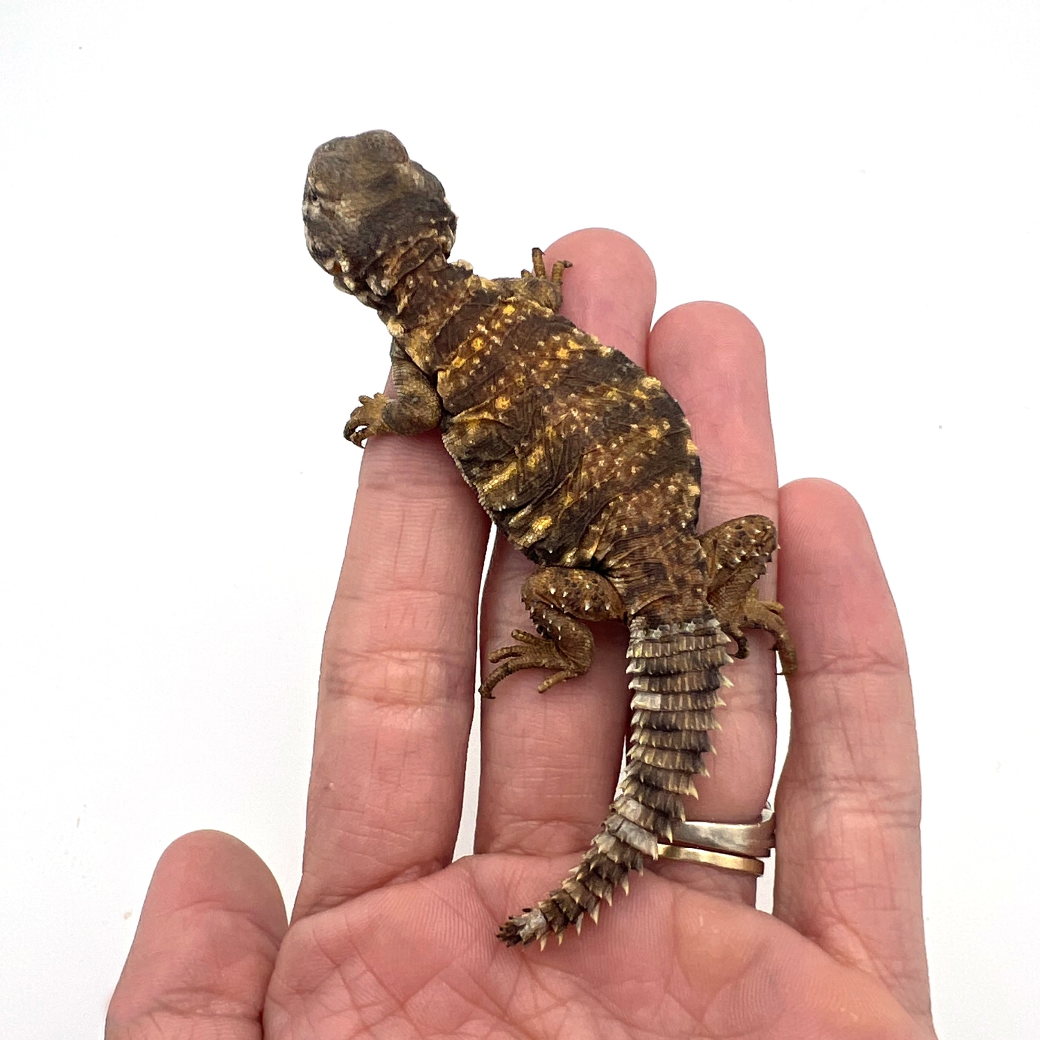 2022 CB Saharan Uromastyx by OBX Lizard Land - MorphMarket