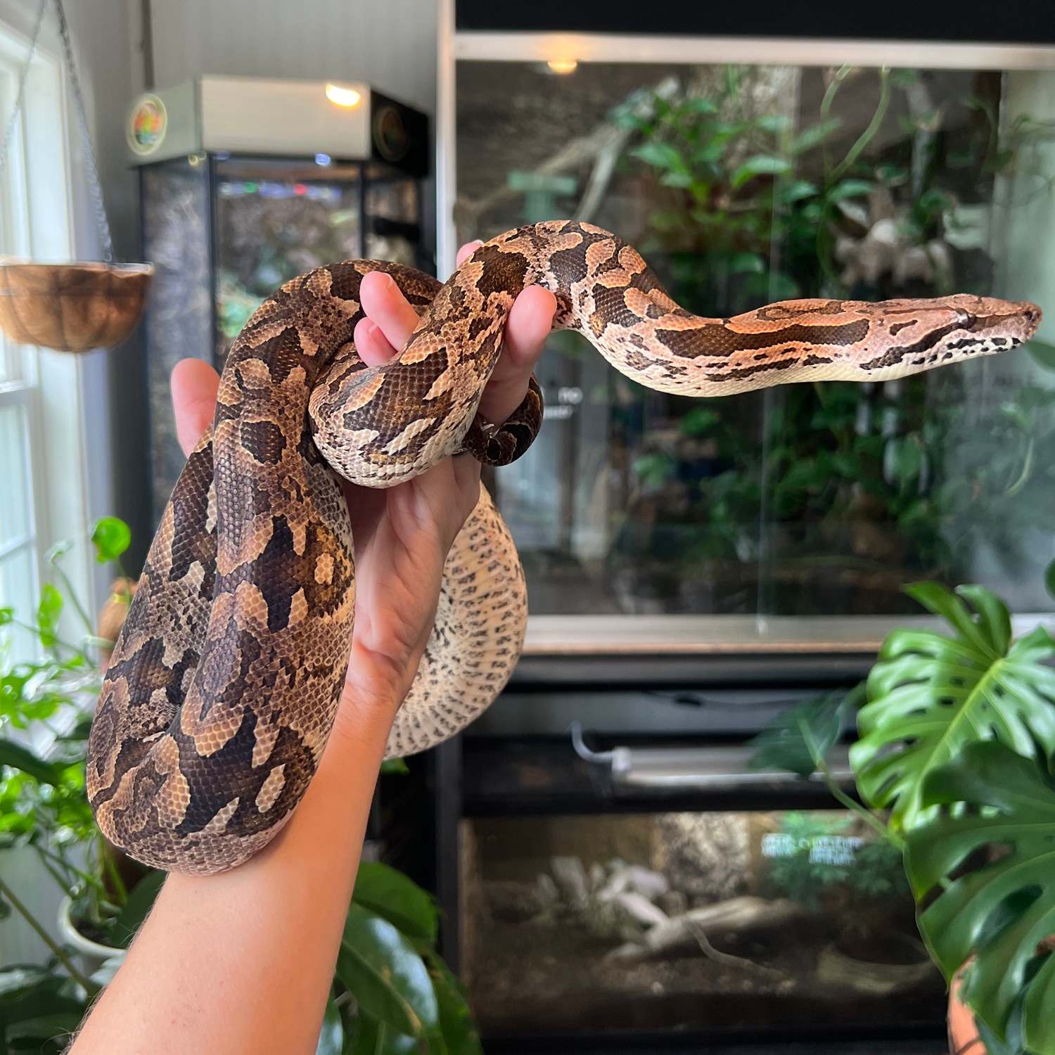 Dumeril's Boa by OBX Lizard Land - MorphMarket