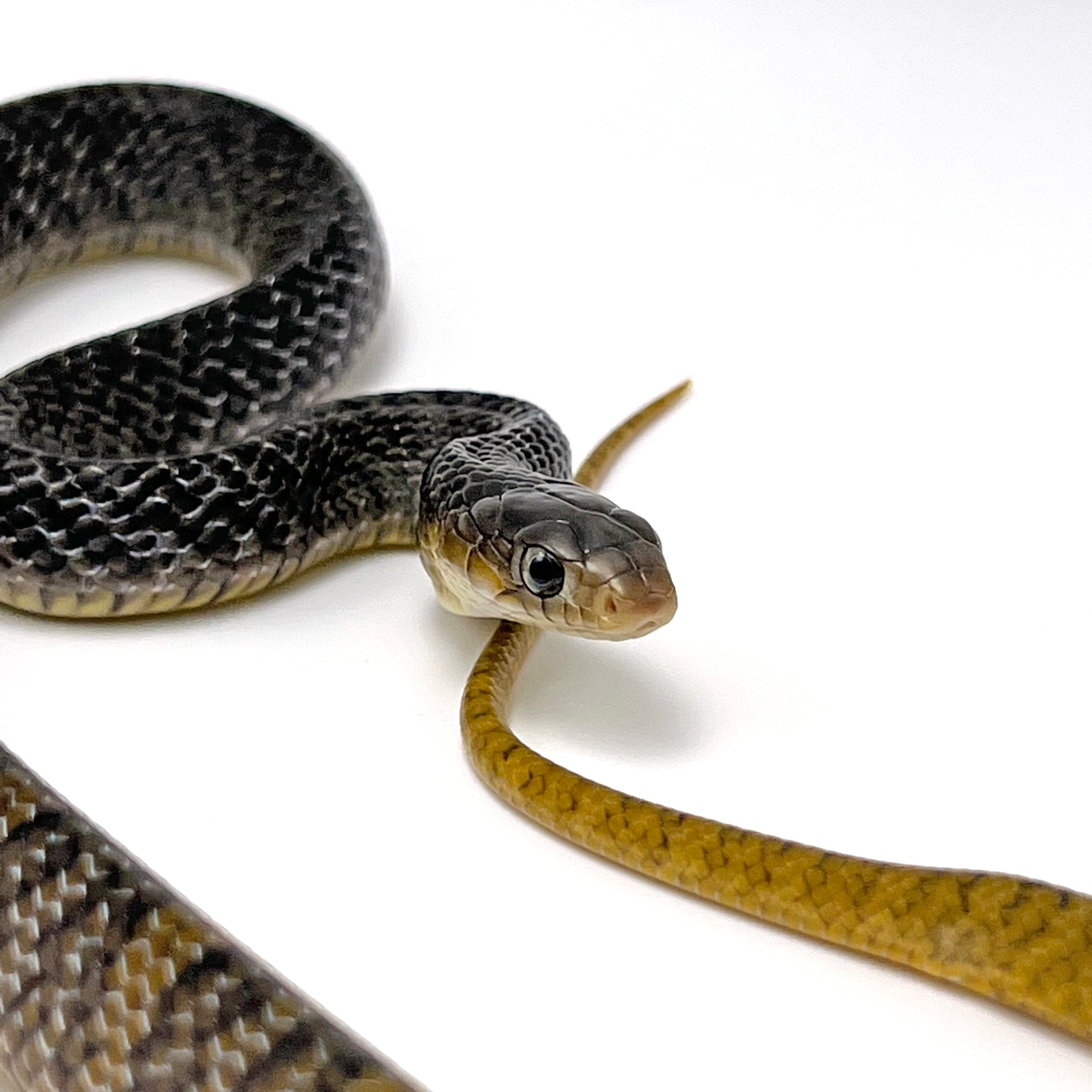 CB Yellow Tail Cribo Indigo Snake by OBX Lizard Land - MorphMarket