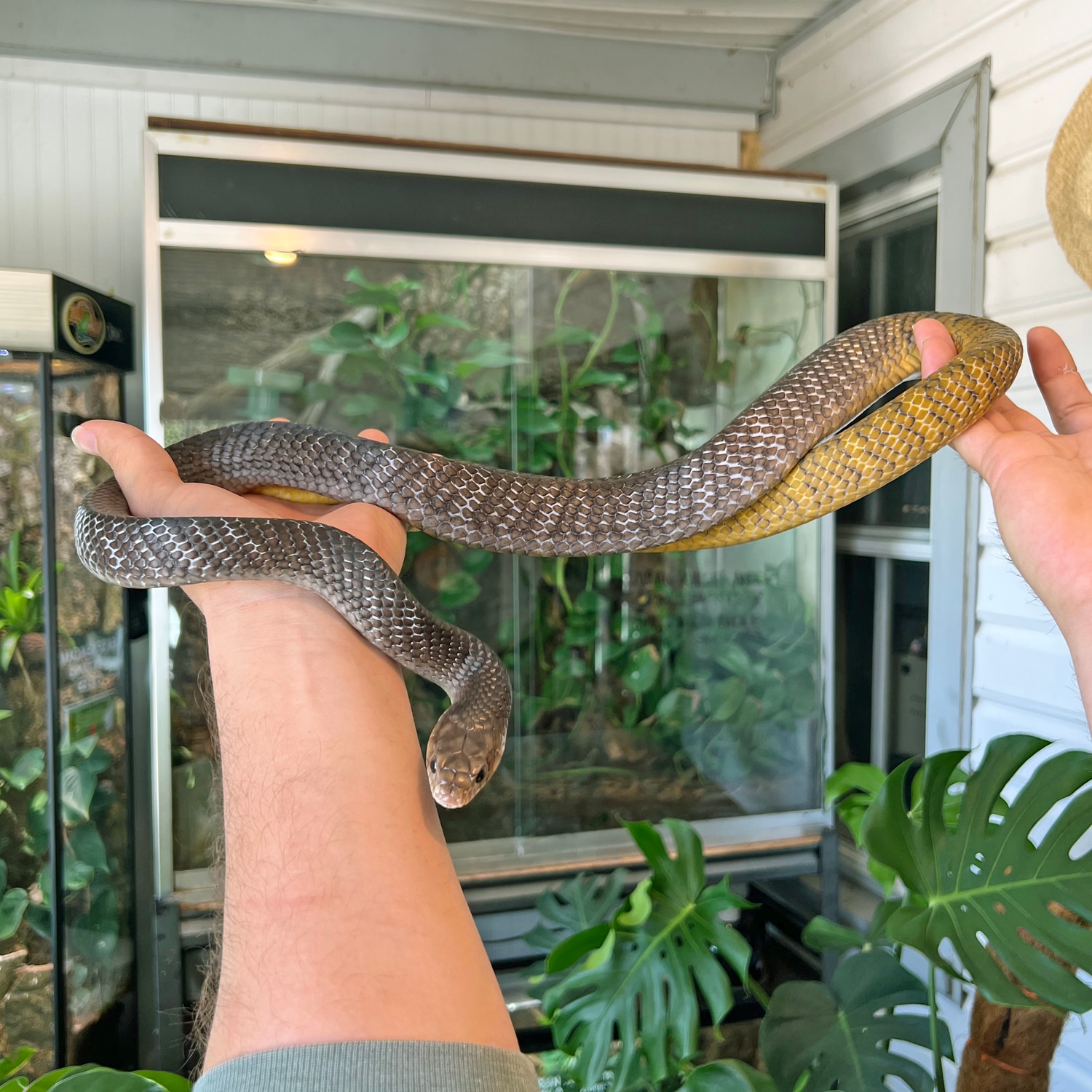 CB Yellow Tail Cribo Indigo Snake by OBX Lizard Land - MorphMarket