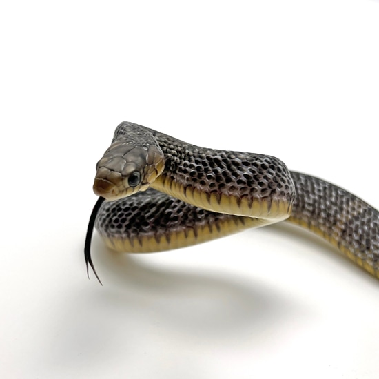 CB Yellow Tail Cribo Cribo & Indigo Snakes by OBX Lizard Land