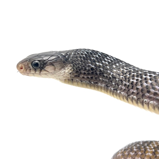 CB Yellow Tail Cribo Cribo & Indigo Snakes by OBX Lizard Land