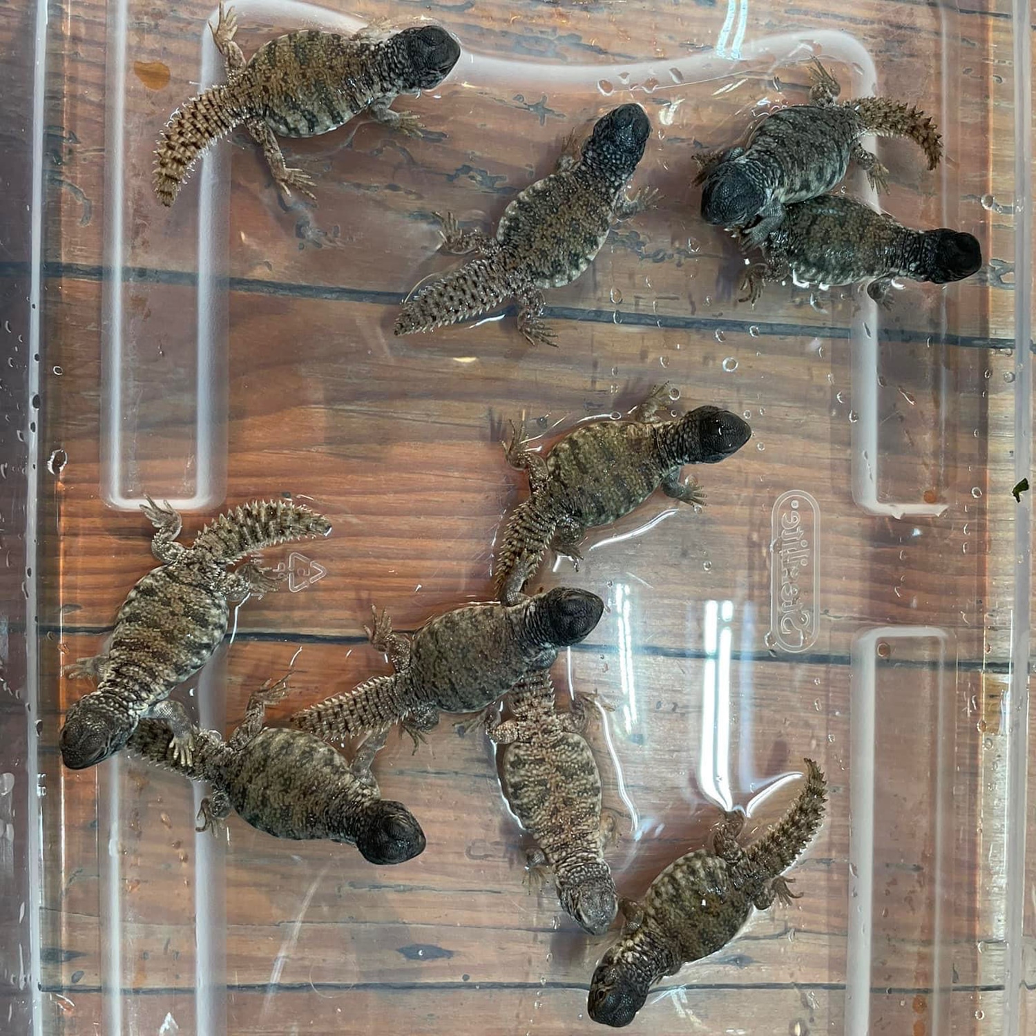 Uromastyx Clutch: 51523 by OBX Lizard Land - MorphMarket