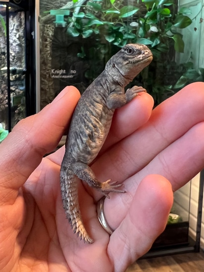 Moroccan Uromastyx CBB by OBX Lizard Land
