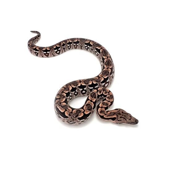 Dumerils Boa Dumeril's Boa by OBX Lizard Land