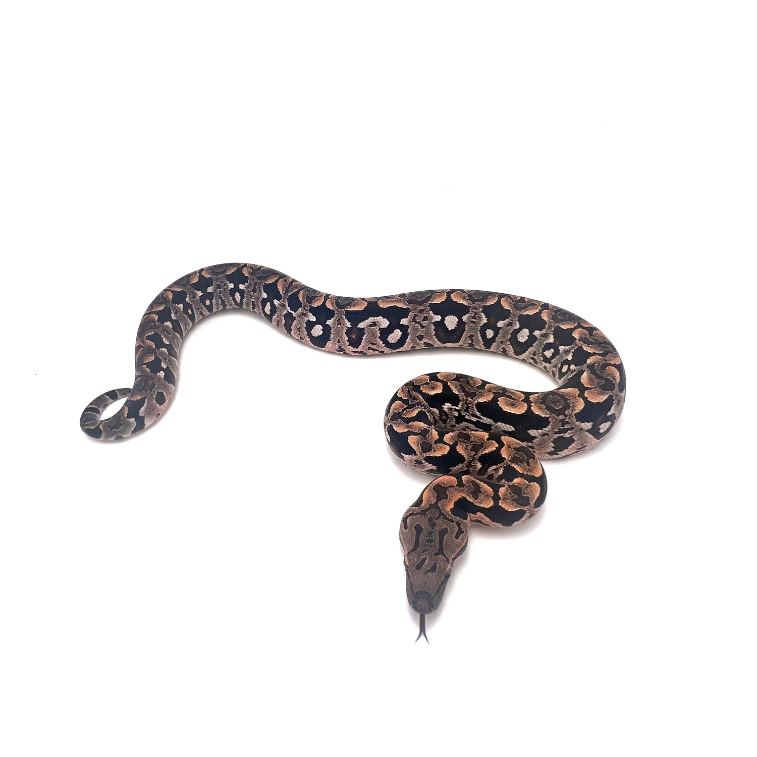 Dumerils Boa Ground Boa by OBX Lizard Land - MorphMarket