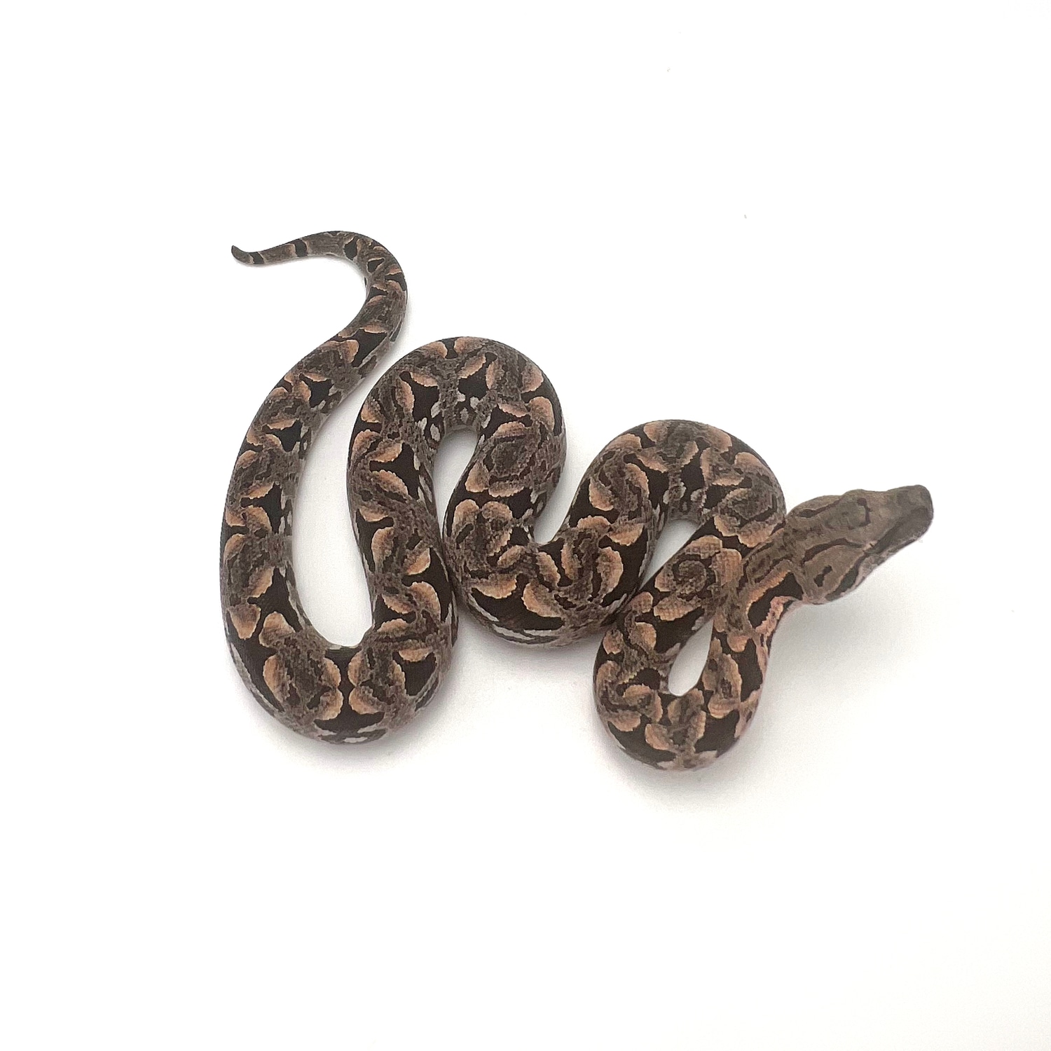 Dumerils Boa Ground Boa by OBX Lizard Land - MorphMarket