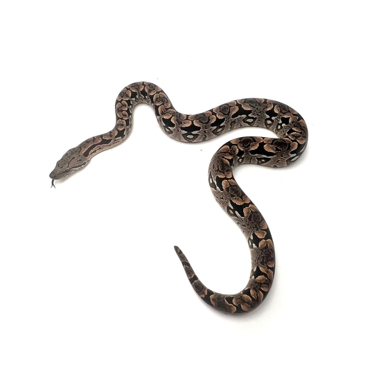 Dumerils Boa Dumeril's Boa by OBX Lizard Land