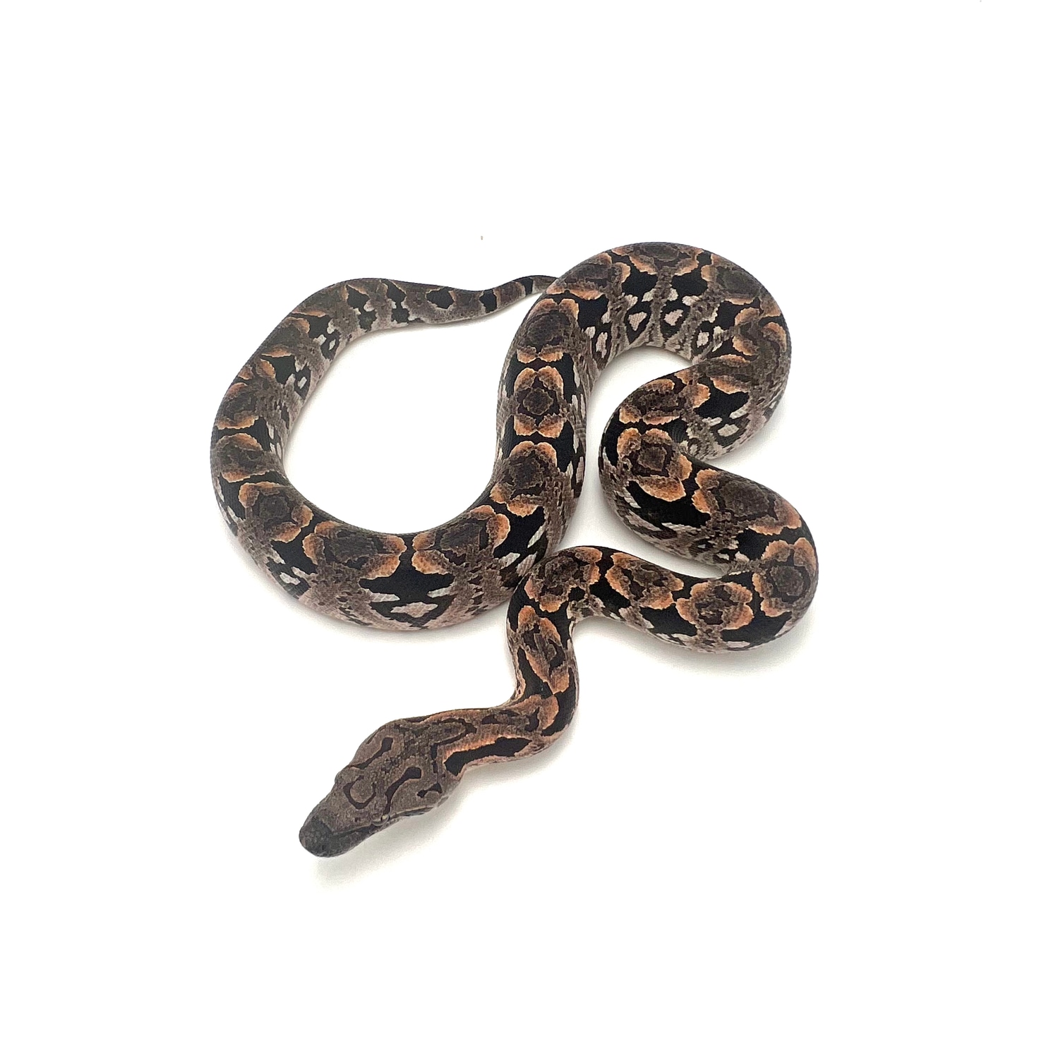 Dumerils Boa Dumeril's Boa by OBX Lizard Land - MorphMarket