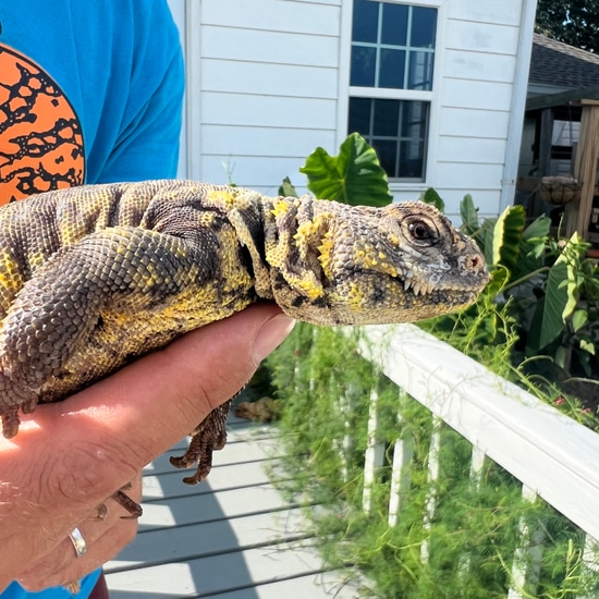 U. Geyri - LTC Yellow Saharan Female 2019 Uromastyx by OBX Lizard Land