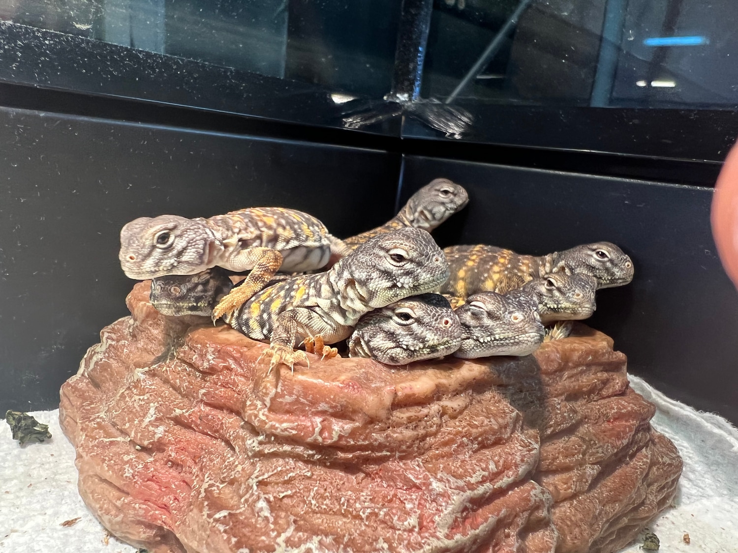 Uromastyx Clutch: 63023 by OBX Lizard Land - MorphMarket