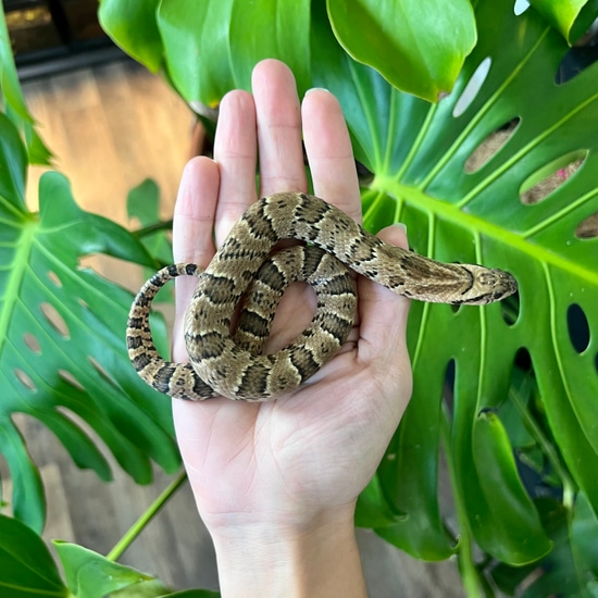 Hypo False Water Cobra by OBX Lizard Land