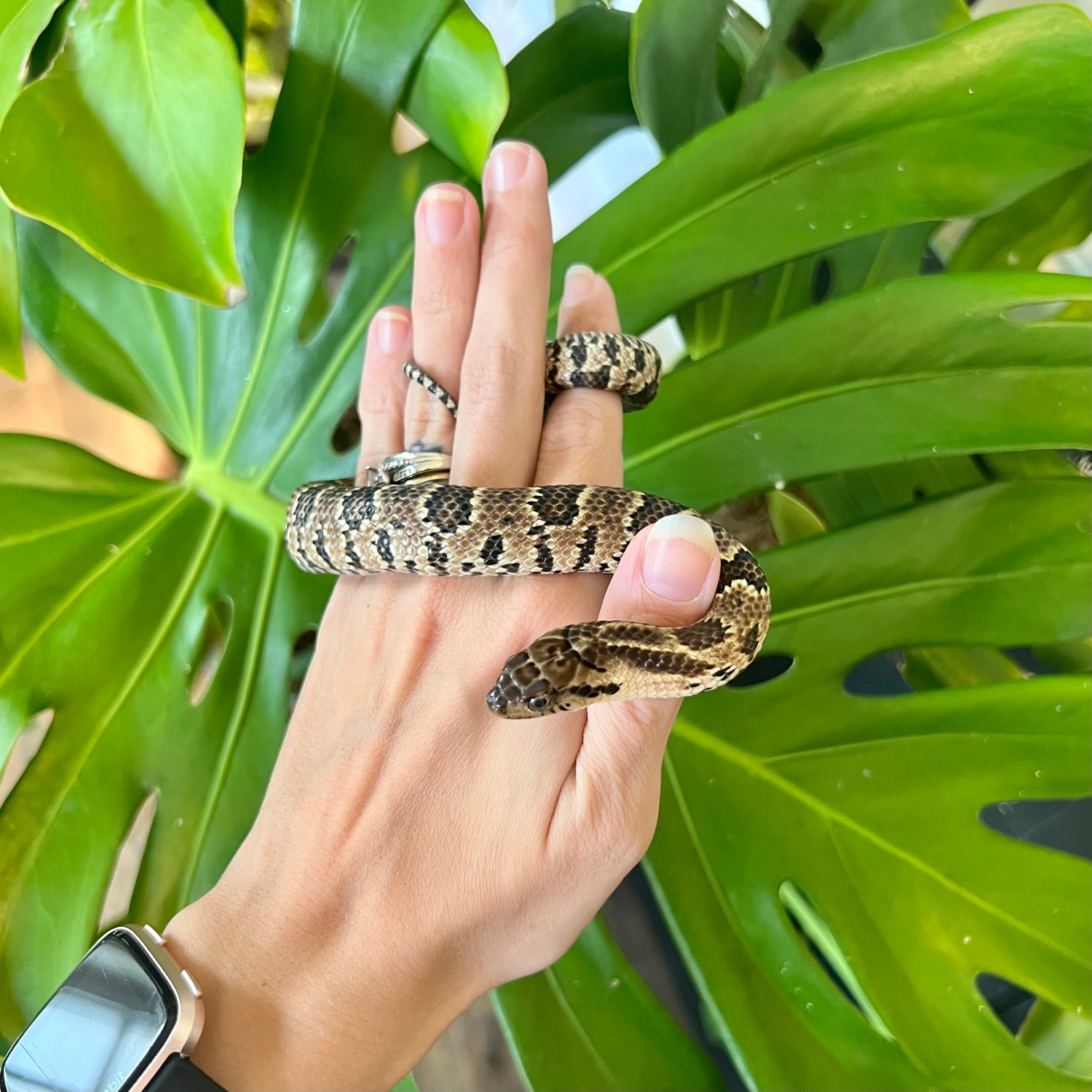 False Water Cobra by OBX Lizard Land - MorphMarket