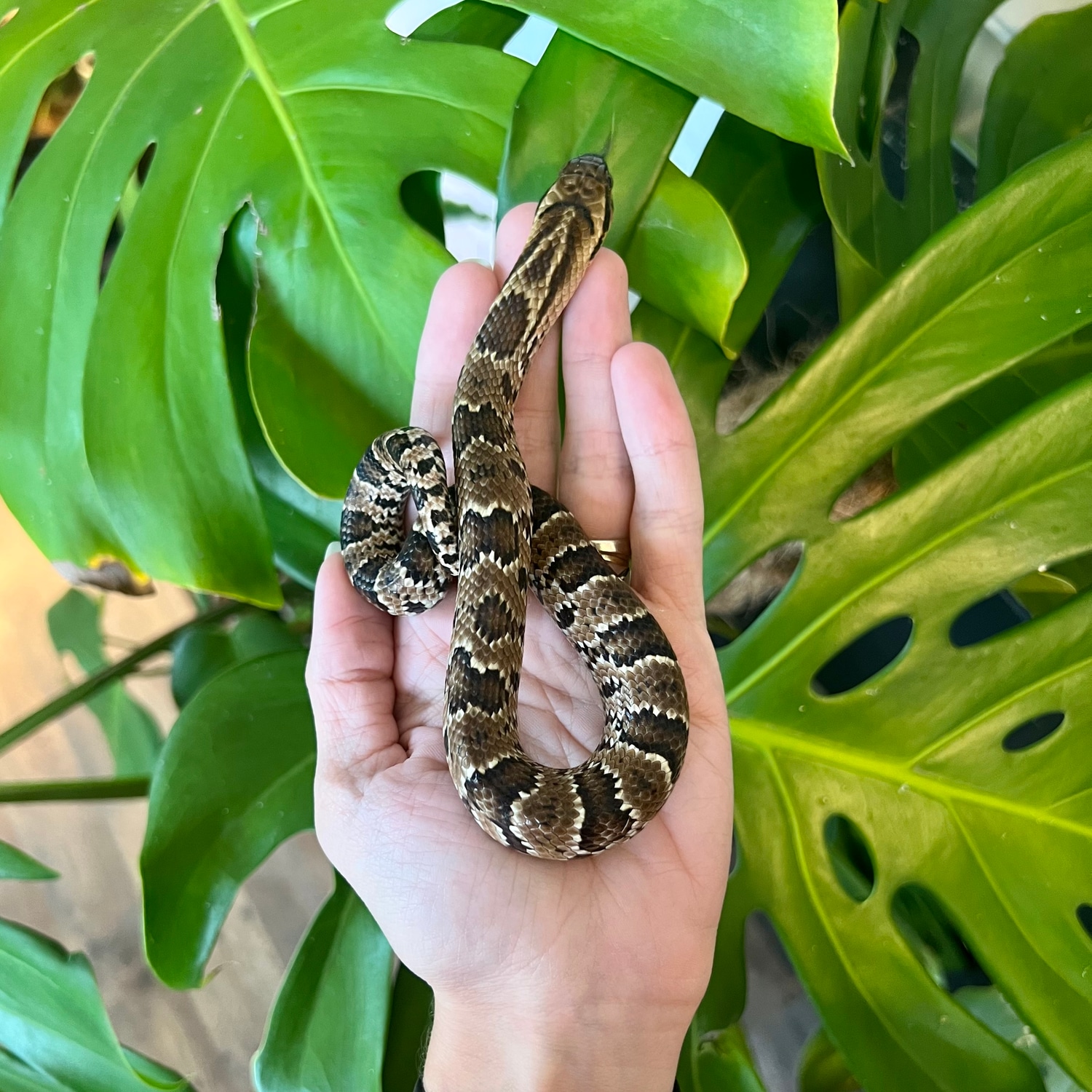 False Water Cobra by OBX Lizard Land - MorphMarket