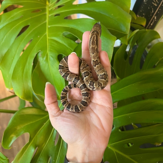 False Water Cobra by OBX Lizard Land