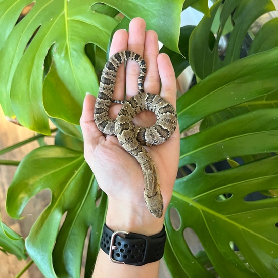 Hypo False Water Cobra by OBX Lizard Land