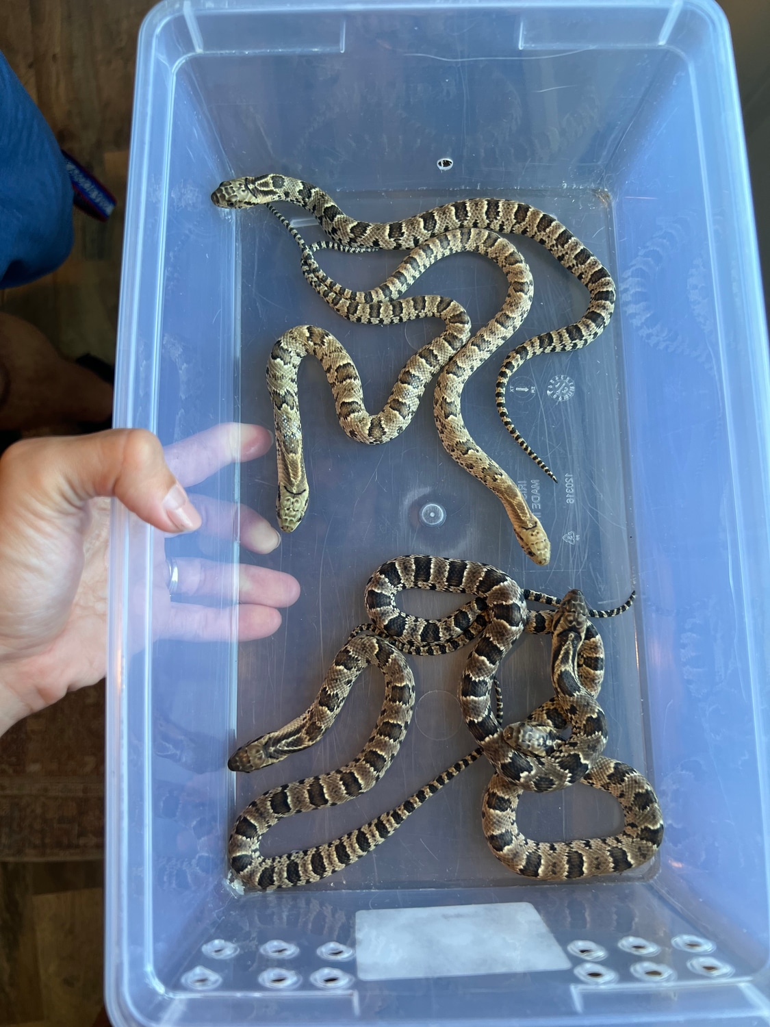 More Colubrid Clutch: 9223 by OBX Lizard Land - MorphMarket