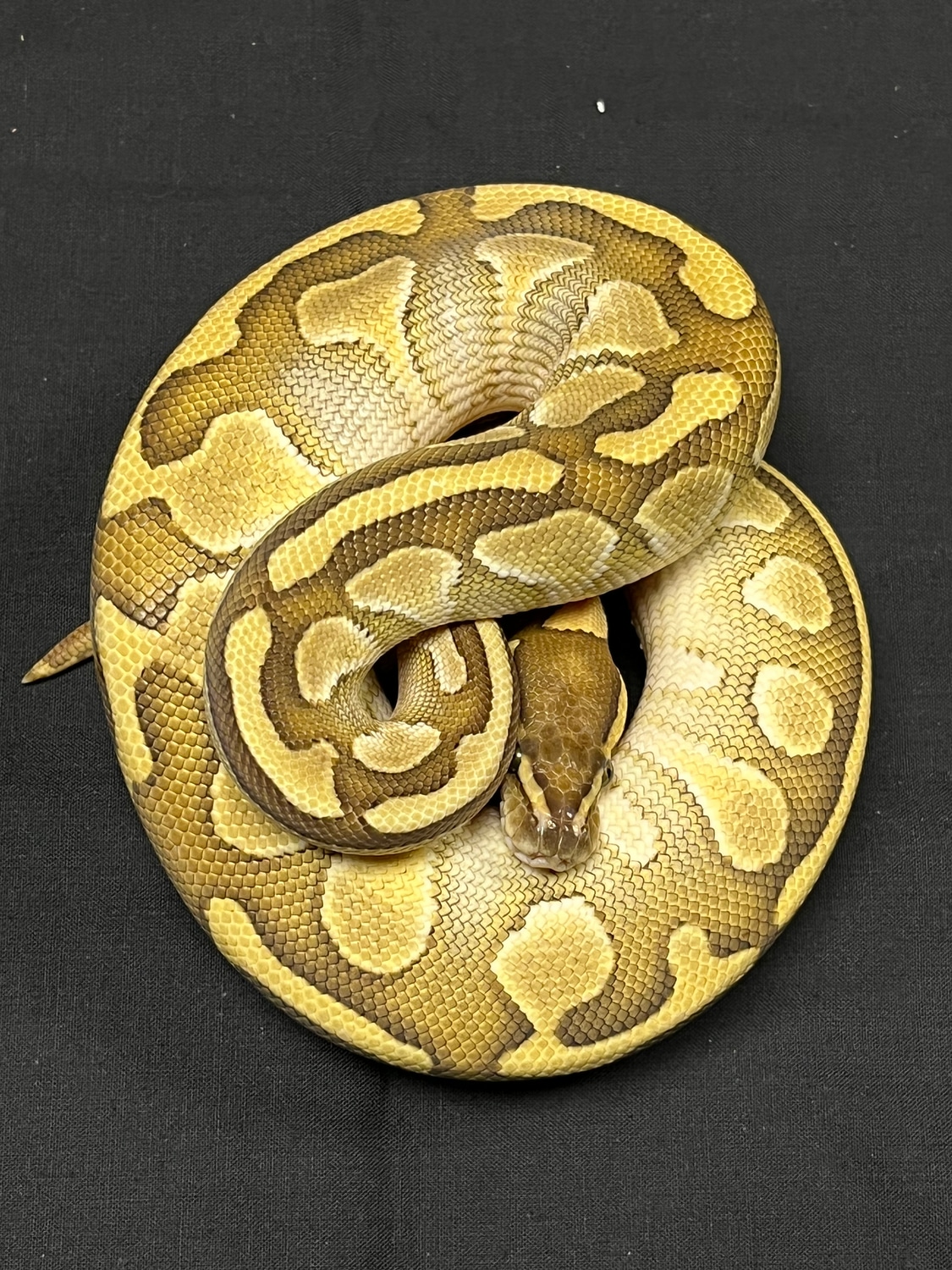 Lesser YB DH Hypo Clown Ball Python by Ocean Corals And Reptiles ...