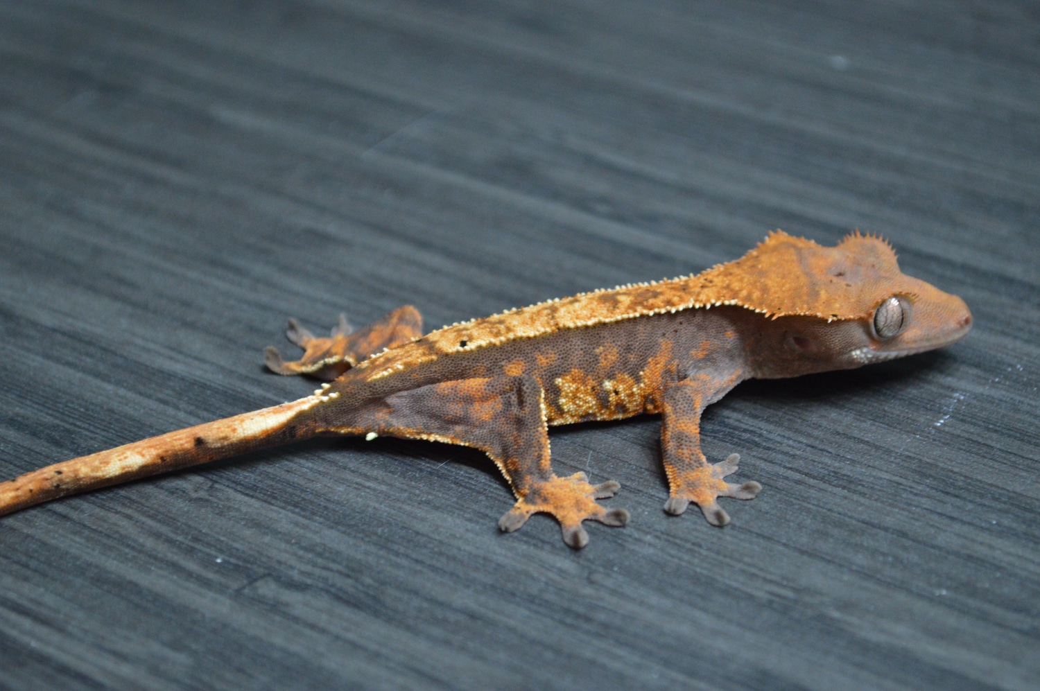 Extreme Harlequin Poss Tri-Color Poss F Crested Gecko by OCGeckos ...