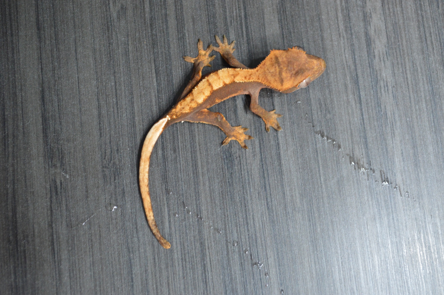 Dark Bi-Color Harlequin 2022 Crested Gecko by OCGeckos - MorphMarket