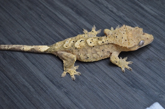 2021 Yellow Dalmation Tiger Female Crested Gecko by OCGeckos