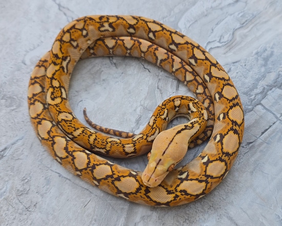 59.375% Kalaotoa Mochino Ph Anery Reticulated Python by SD Snow King
