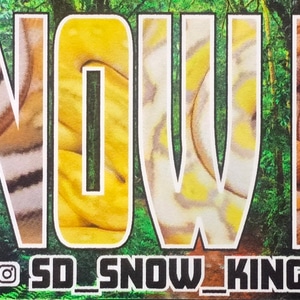 SD Snow King - MorphMarket