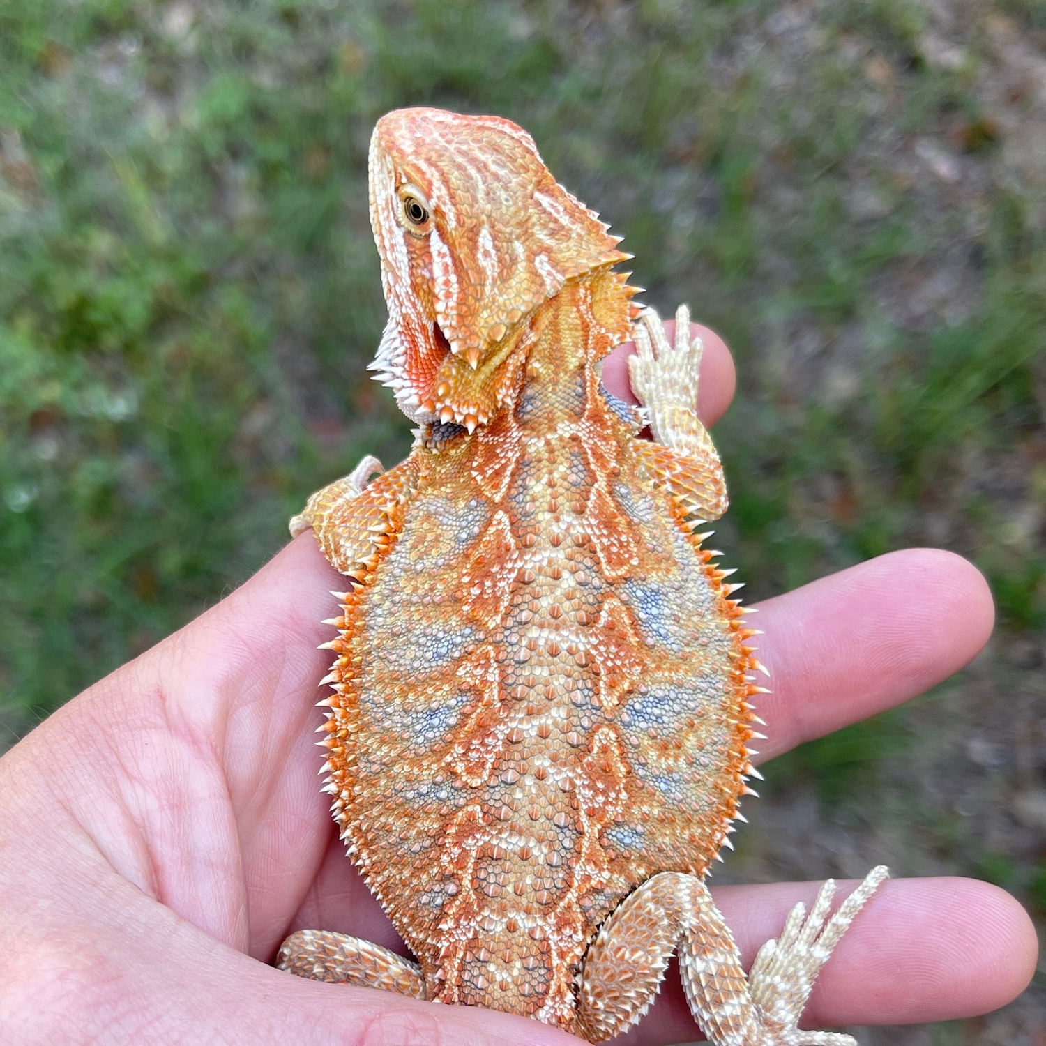 Paradox Line Hypo Orange Het Translucent Central Bearded Dragon by ...