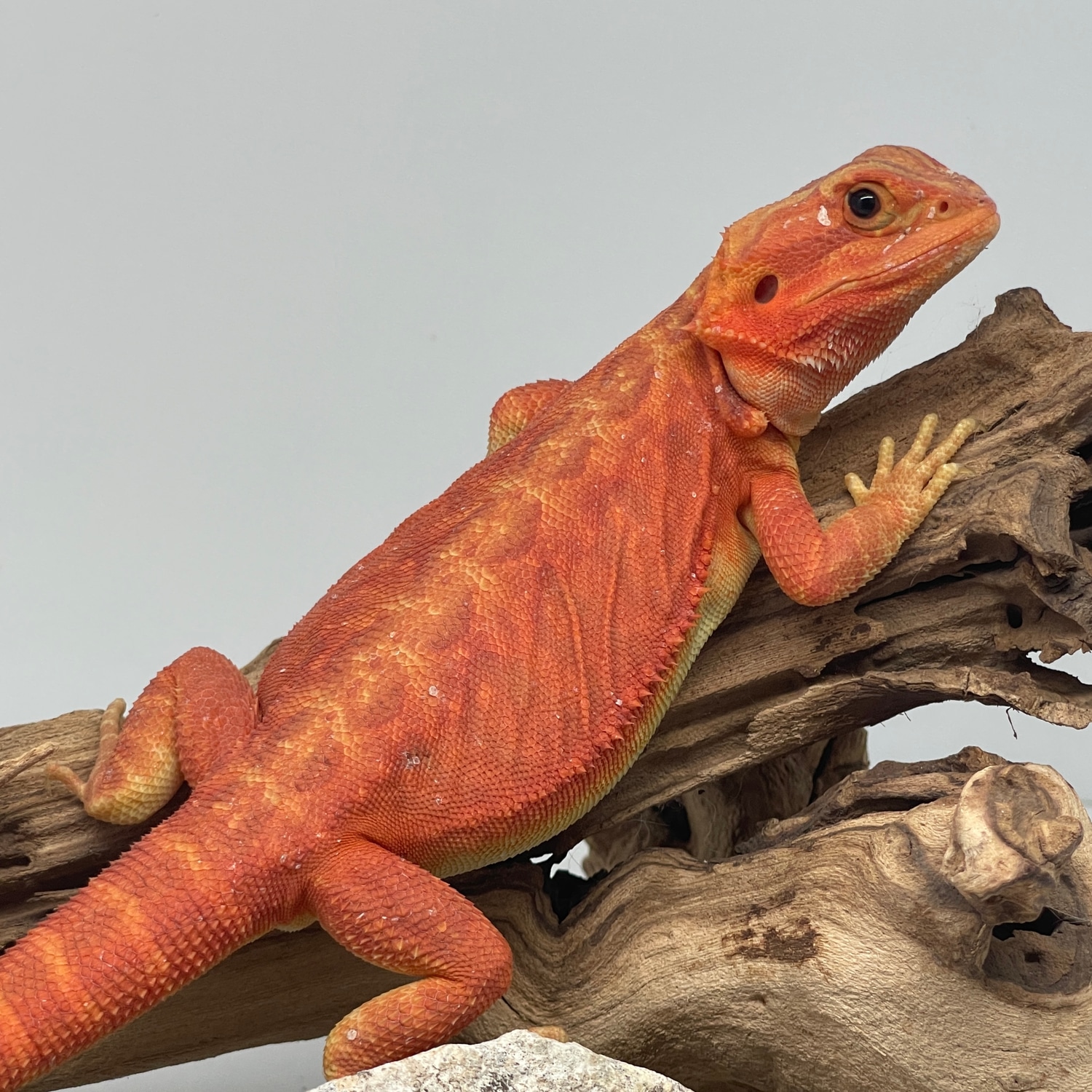 Holdback Hypo Trans Leatherback Central Bearded Dragon by Spitfire ...