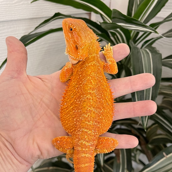 Glowing Hypo Tangerine 100% Het Trans Central Bearded Dragon by Spitfire Bearded Dragons LLC