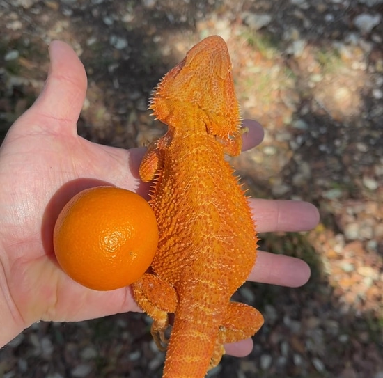 Hypo Tangerine 100% Het Trans Central Bearded Dragon by Spitfire Bearded Dragons LLC